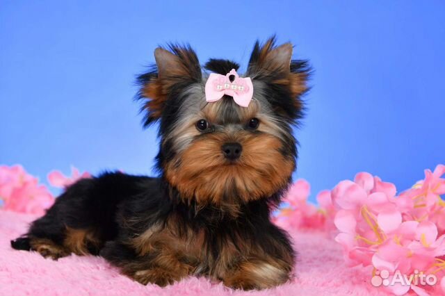 Мини Йорочка - Шанти