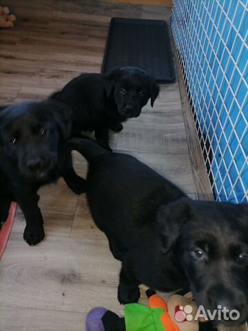 Собаки бесплатно в добрые руки щенки