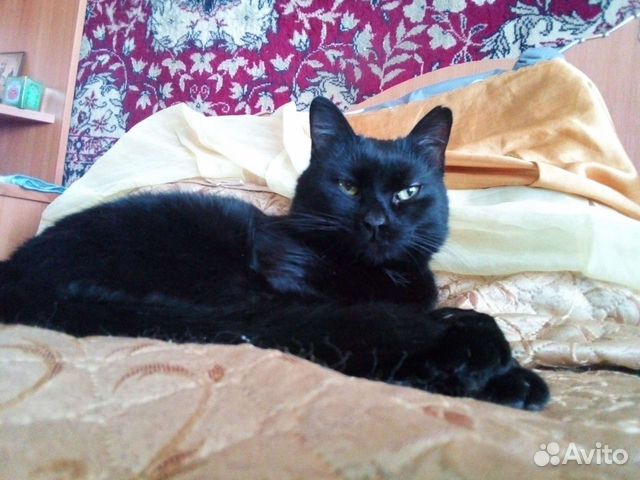 Котик