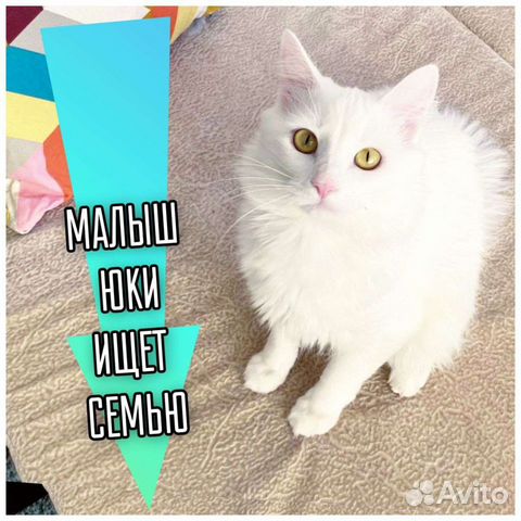 Турецкая ангора, котёнок в добрые руки