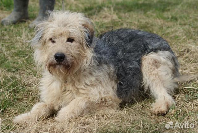 Уравновешенный метис эрдельтерьера Боцман в дар