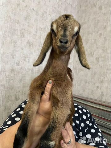 Козлята