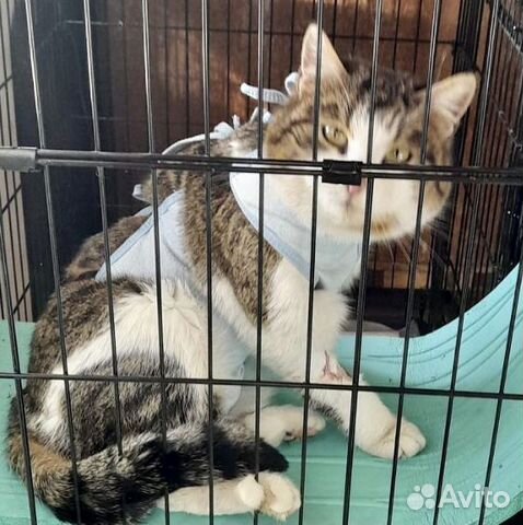 Доброй кошечке- Хаврошечке некуда идти