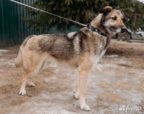 Заберите Лекса из приюта,супер пес