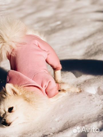 Щенки помски