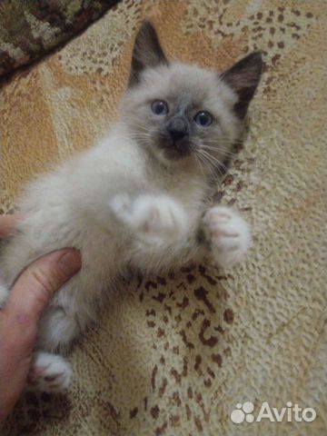 Кошки