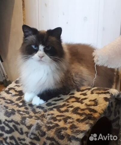 Рэгдоллы остались без хозяйки и без дома