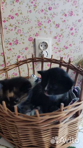 Кошки в добрые руки даром