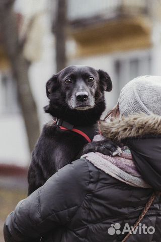 Пристраивается молодой небольшой пёс Космос
