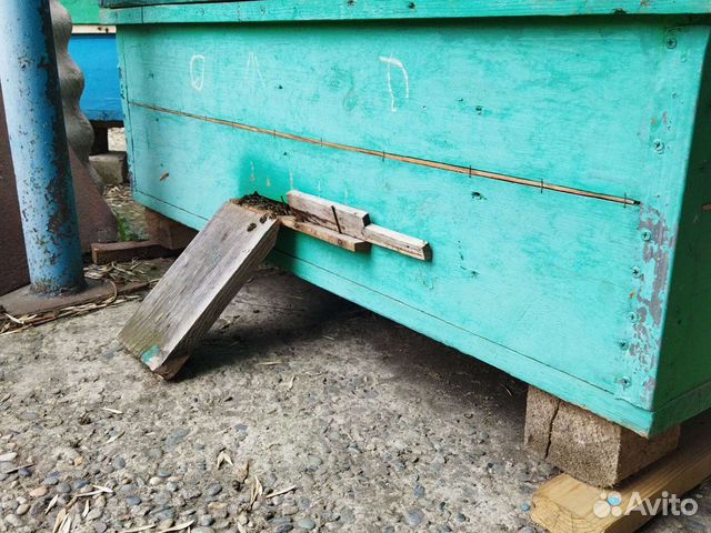 Продаются пчелы. Пчелиные семьи. Рут и Дадан