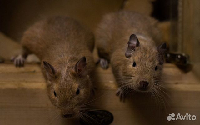 Белка дегу с витриной