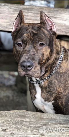 Американский питбуль