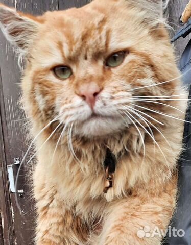 Рыжий кот, найден