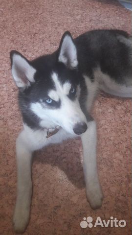 Продам Хаски