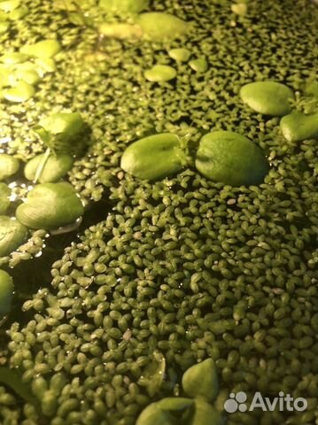Ряска для аквариума гуппи
