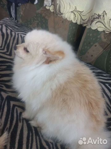 Шикарный померанец