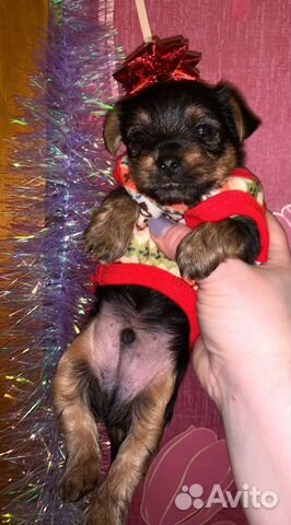 Йоркширский терьер мини щенок