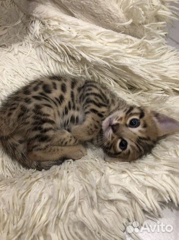 Бенгальские котята