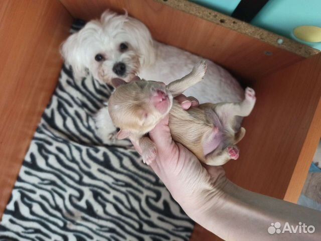 Мальтипу Ф1 малыши резерв на май