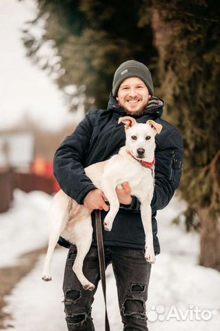 Шикарная собака ищет дом