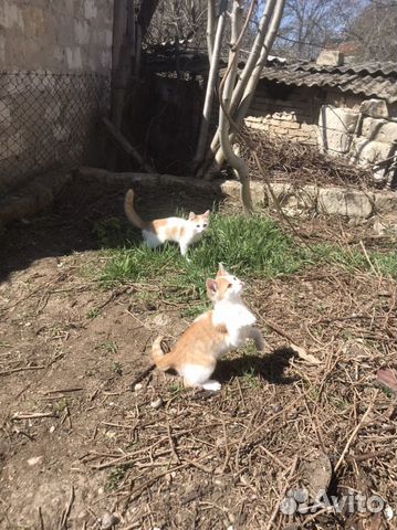 Котята бесплатно