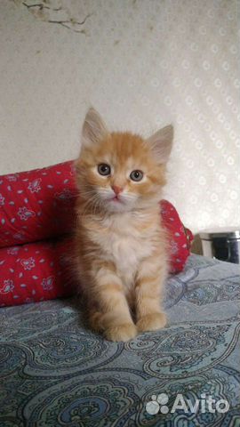 Рыжий котенок