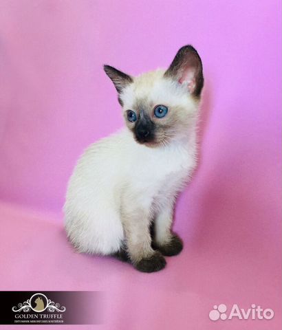Котята меконгского бобтейла