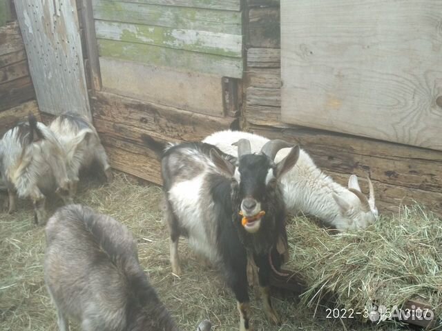 Племенной альпийский козел