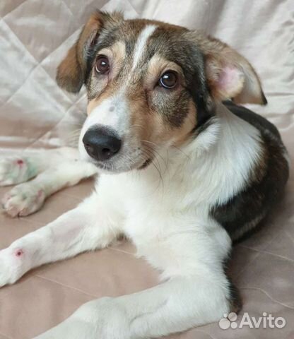 Меня бросили на дороге