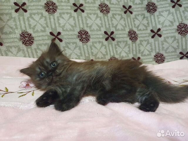 Шотландская кошечка