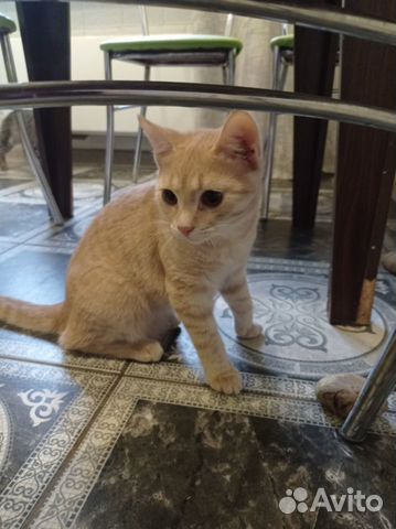 Кошка. Кличка Белка. 5 мес