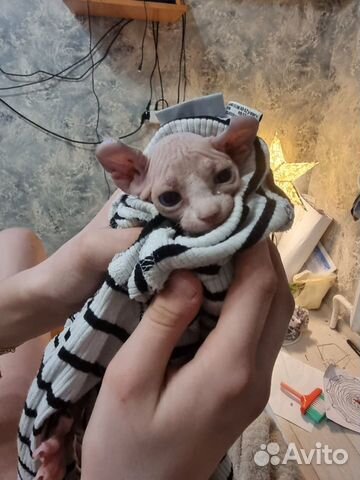 Канадские сфинксы