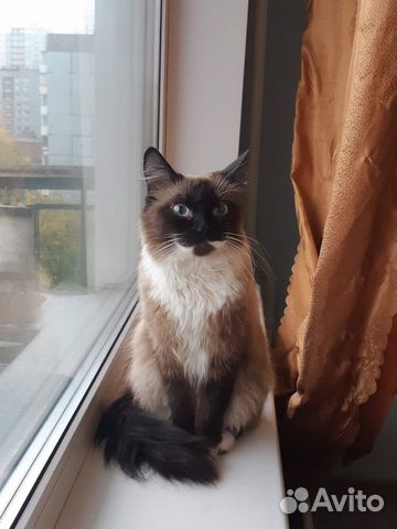 Метис тайской кошки