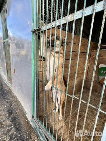 Бивис, самый грустный малыш сектора