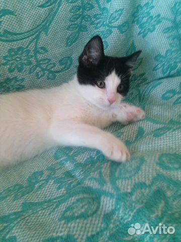 Сибирские котятки