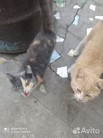 Коята подростки