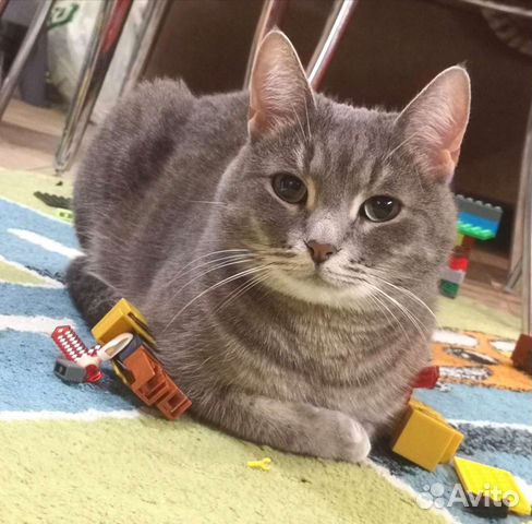 Очаровательный котик 2,5 года ищет свою семью