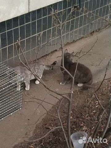 Уличные котята ищут дом