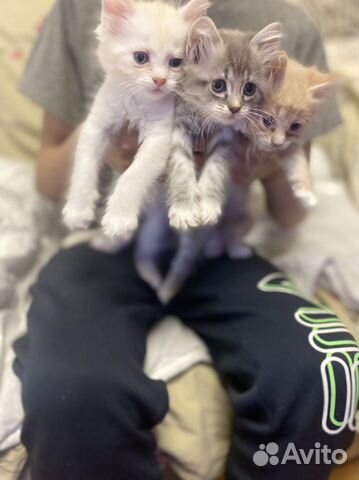 Котята мэйн кун