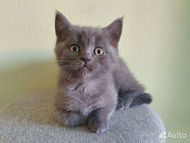 Шотланский котенок