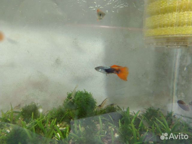 Гуппи Гуппи"Слоновьи уши"