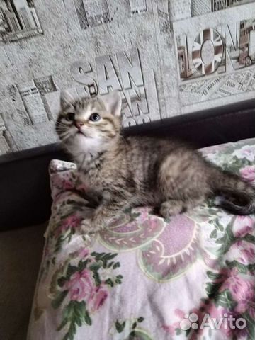 Которебенок в добрые руки 1 мес девочка