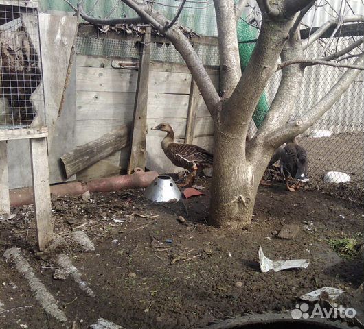 Гусь гуменник