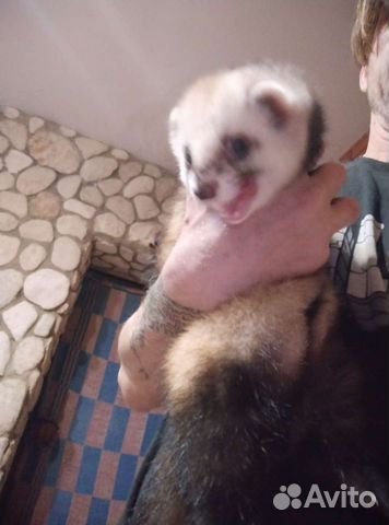 Домашний хорек