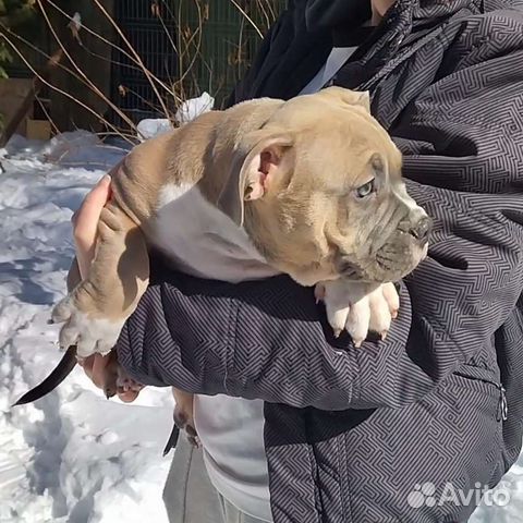 Супер щенок Американский Булли