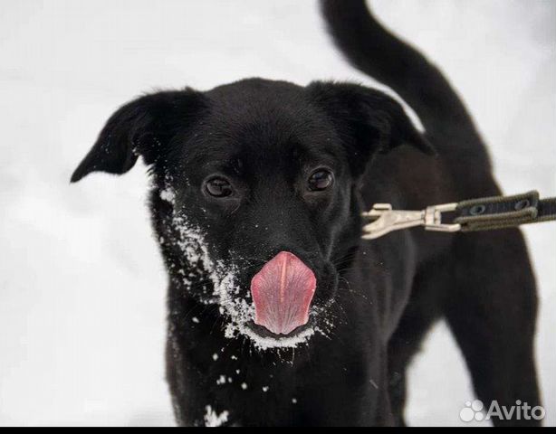 Собаки бесплатно в добрые руки