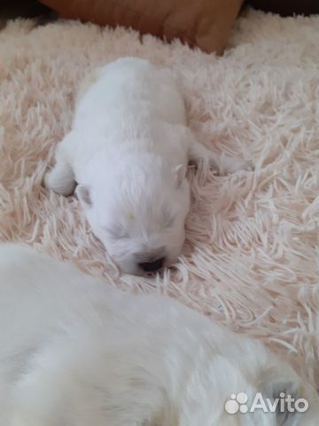 Продам белых мишек с голубыми глазами