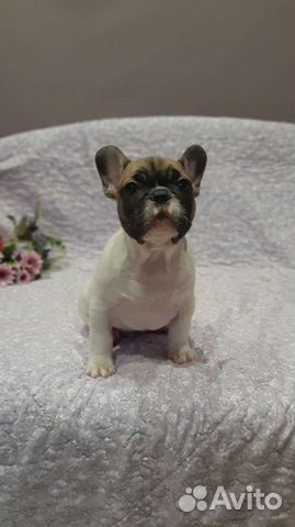 Французский бульдог мини