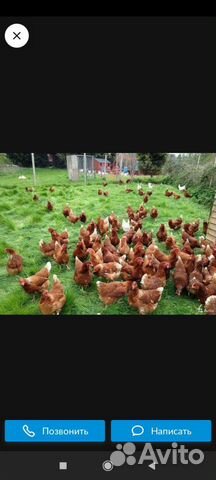 Куры несушки