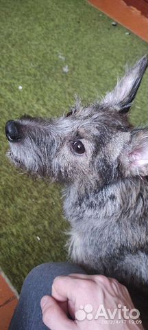 Собака 1,5 года - Мира(она миролюбивая и азарная)